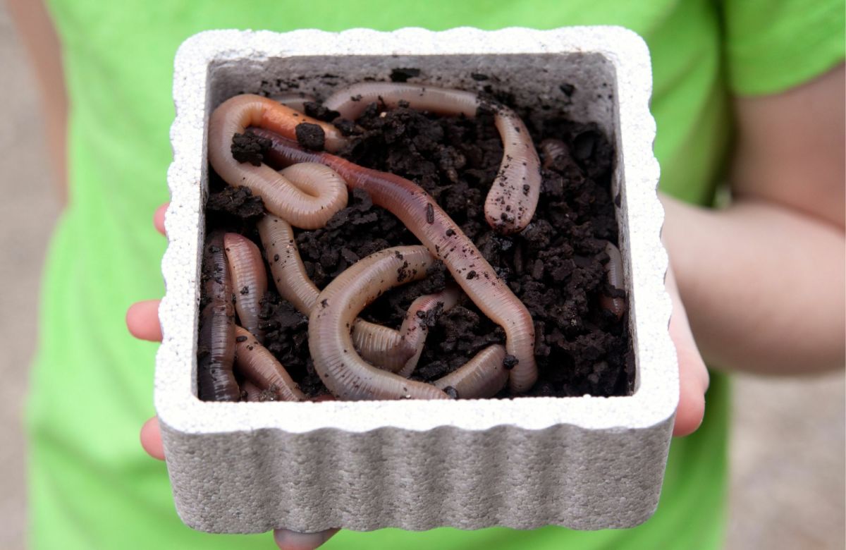 Packing Earthworms for Sale and Shipment - HubPages