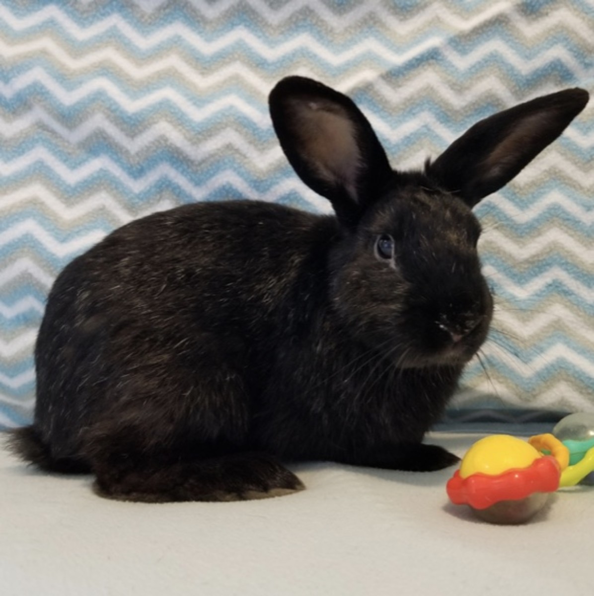 Should You Adopt or Buy a Rabbit? - HubPages