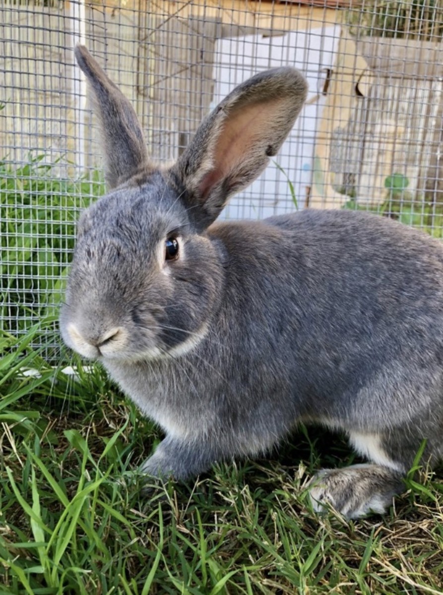 Should You Adopt or Buy a Rabbit? - HubPages