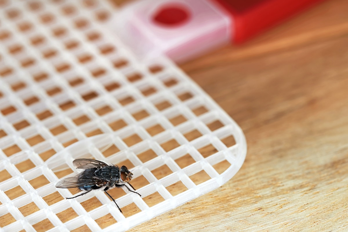 Little Girl's Attitude While Telling Dad There's a Bug in the House Is ...