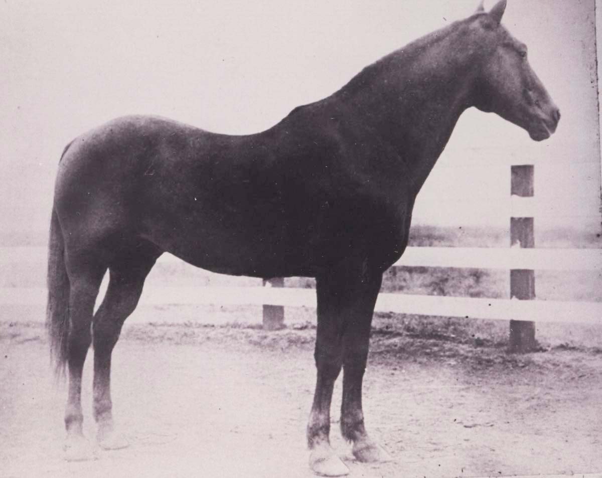 The Massive King Ranch: The Largest in America - HubPages