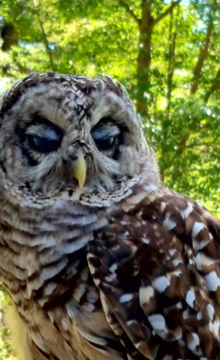 Television Spokes Animals: Screaming Goats to Aristocratic Owls. What's ...