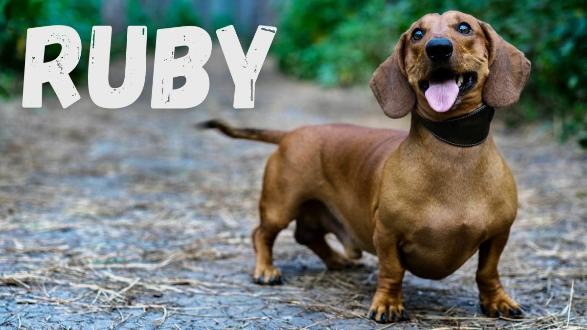 300+ Dachshund Name Ideas for Your Wiener Dog - HubPages