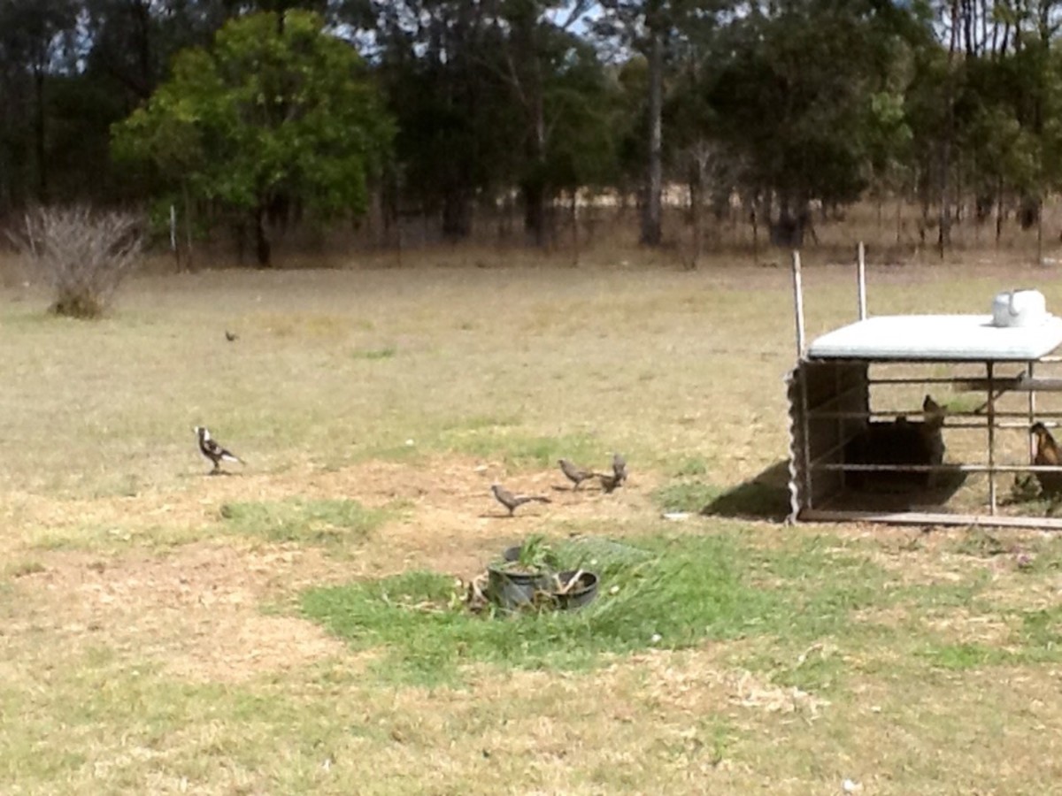 Diary of a Cackleberry Farmer (September Edition) - HubPages