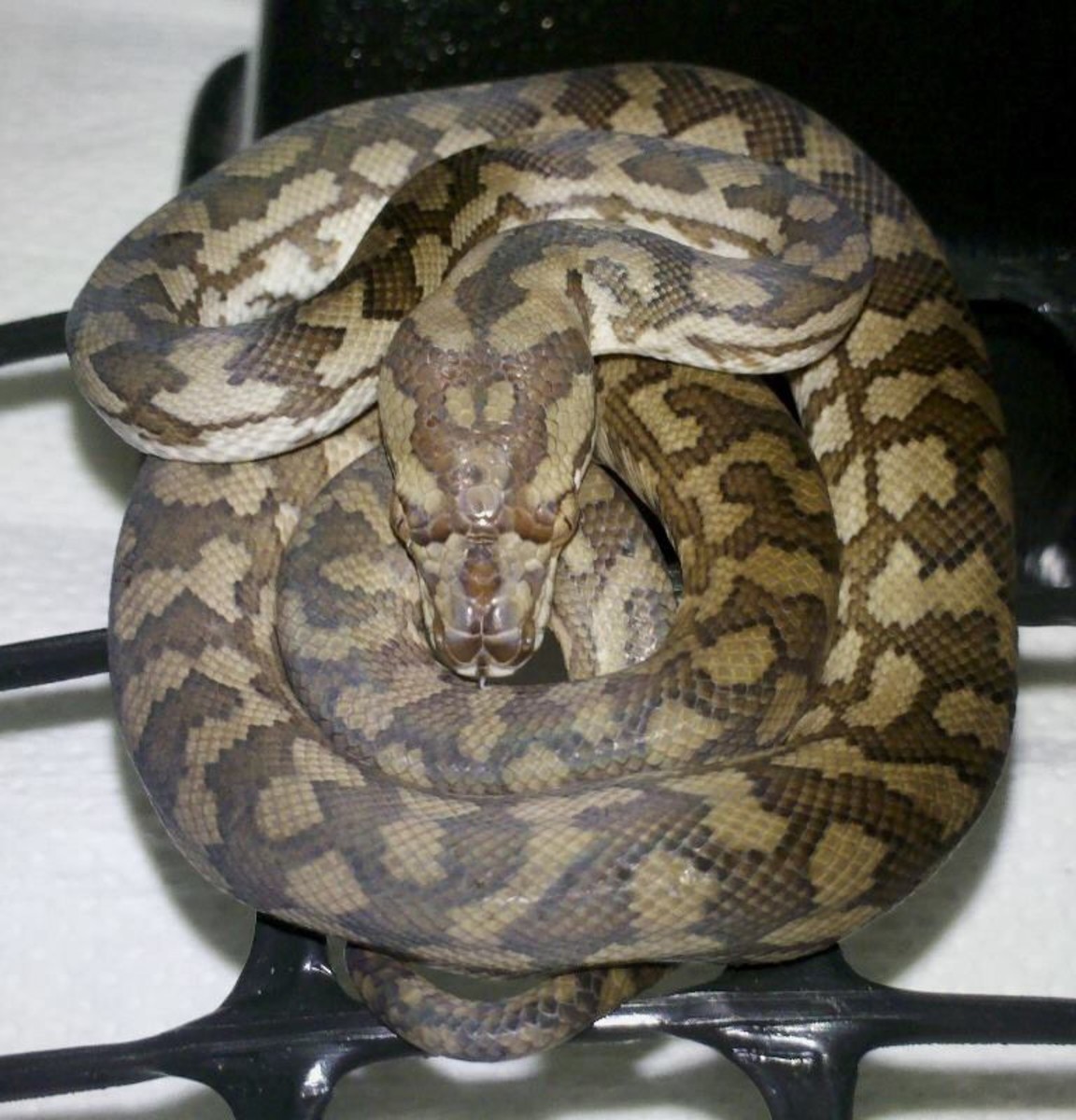 Diary of a Cackleberry Farmer (September Edition) - HubPages