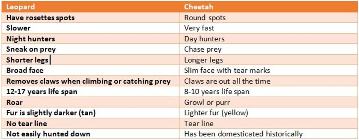 12 Differences Between Leopards and Cheetahs - HubPages