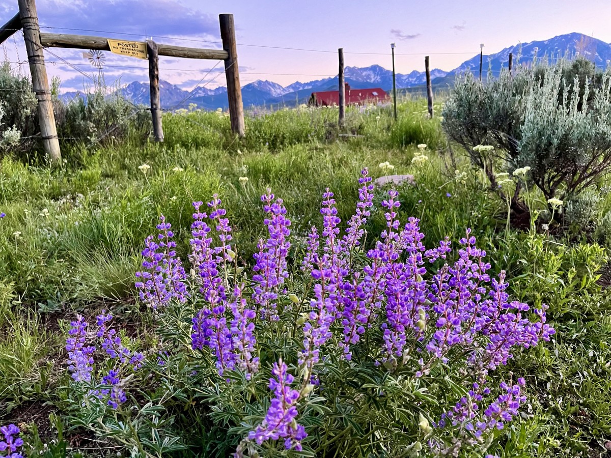 7 Best Moderate Colorado Wildflower Hikes - HubPages