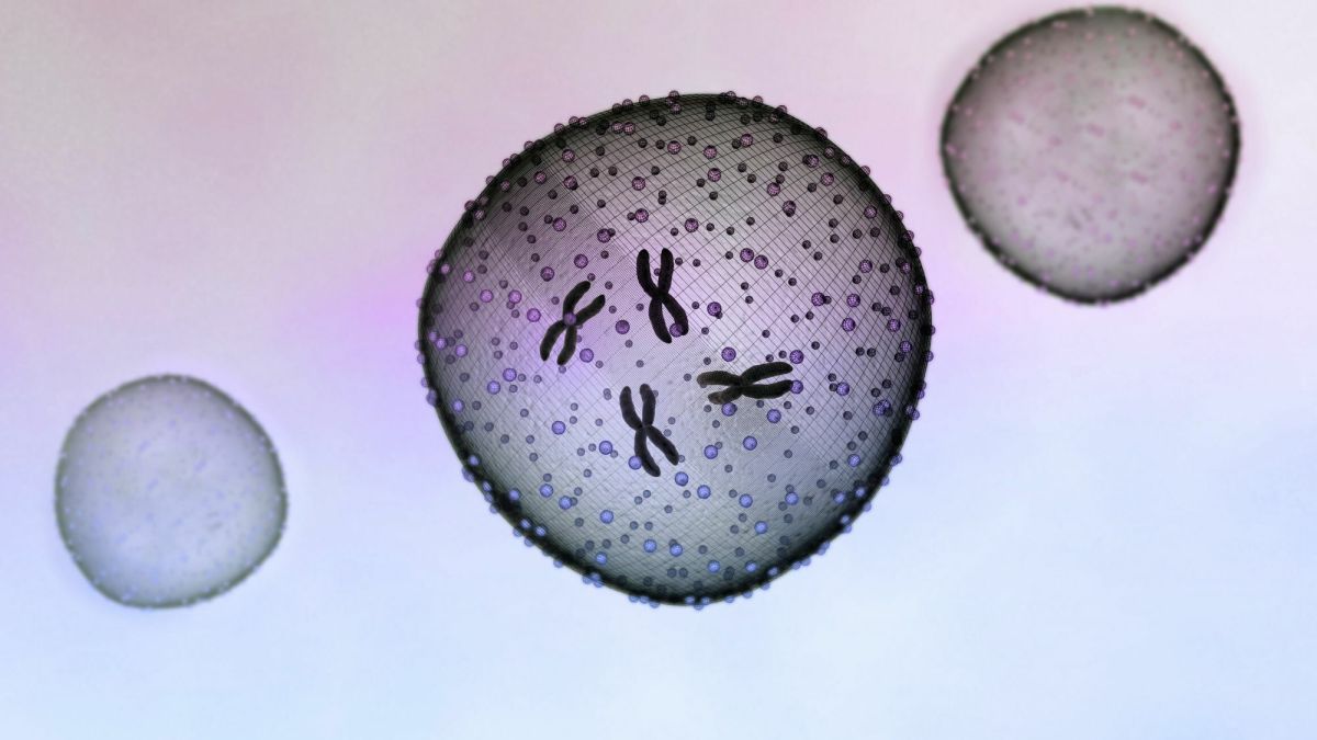 Cell Cycle Stages: Mitosis (Metaphase, Anaphase, Telophase) - Owlcation