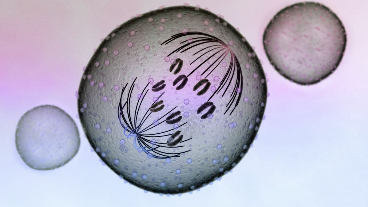 Cell Cycle Stages: Mitosis (Metaphase, Anaphase, Telophase) - Owlcation