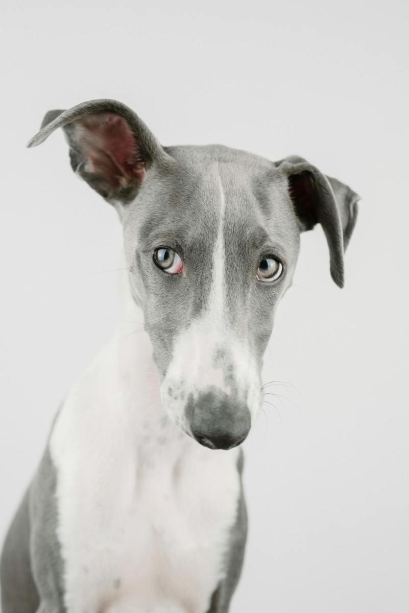 7 Reasons Why Your Dog's Ears Twitch - HubPages