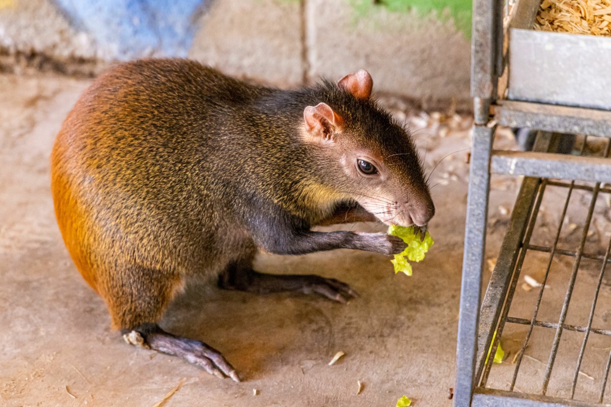 42 Rare and Unique Exotic Pets - HubPages