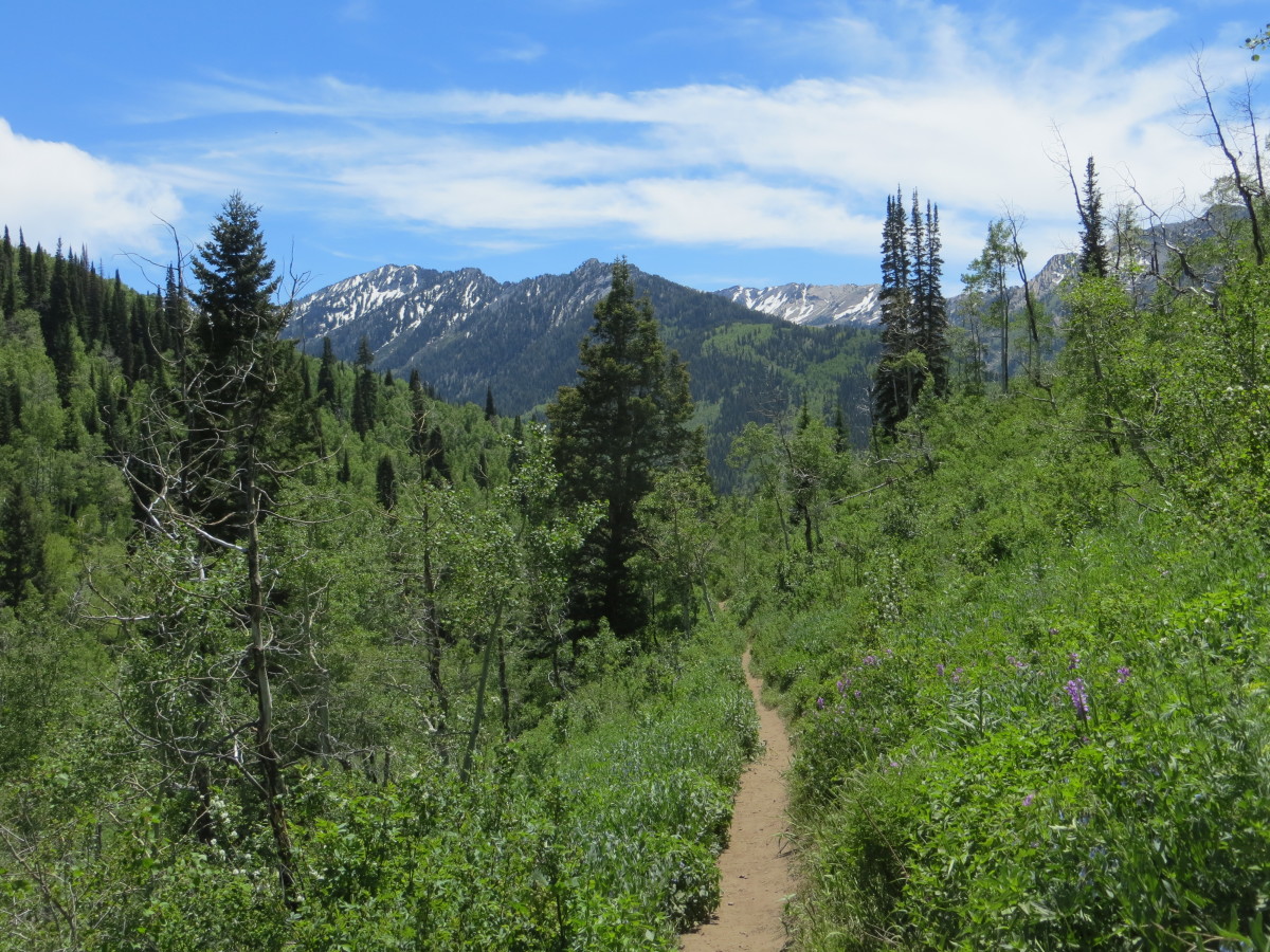 Dog Lake Trail: Utah Hiking for Families with Kids - HubPages