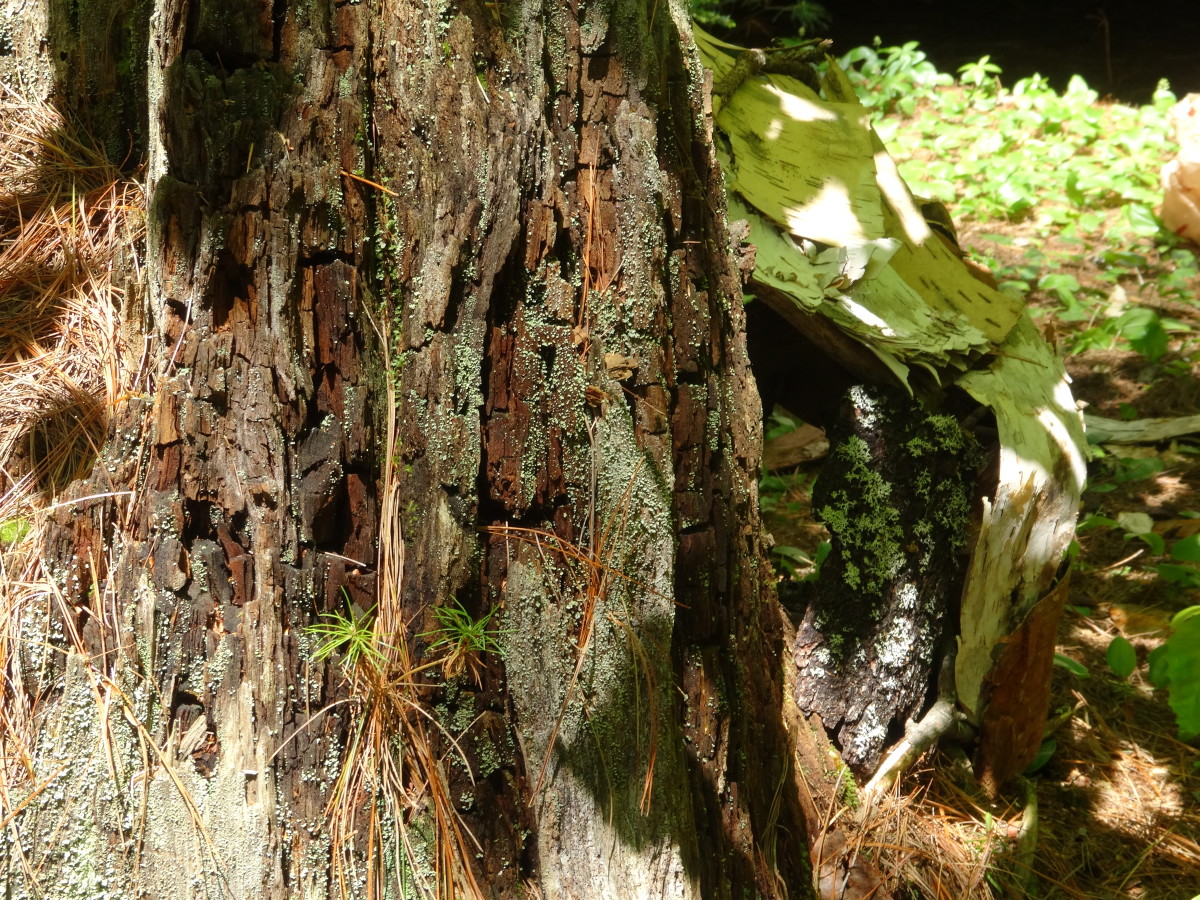 Fairy Houses: A Link to Children and Nature Through Imagination. - HubPages