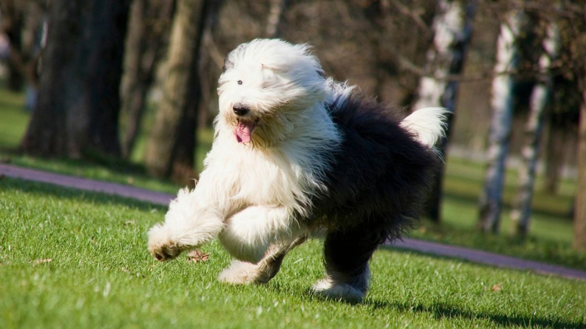 A List of the 100 Smartest Dog Breeds - HubPages