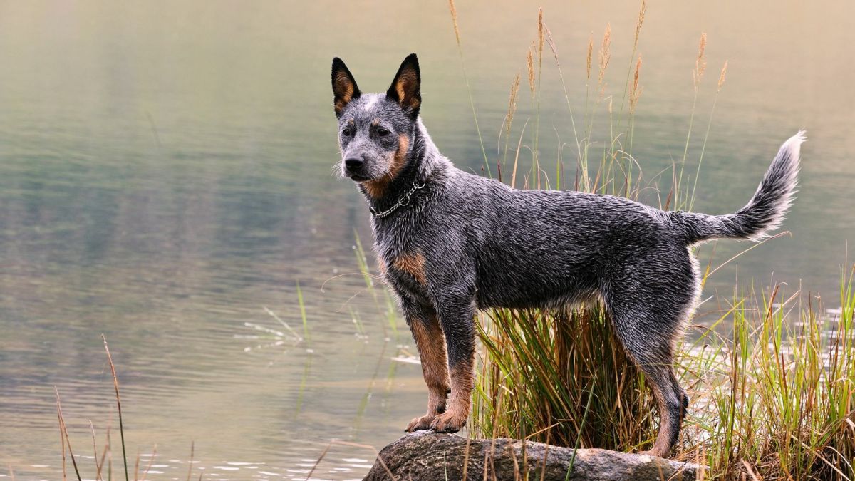 A List of the 100 Smartest Dog Breeds - HubPages