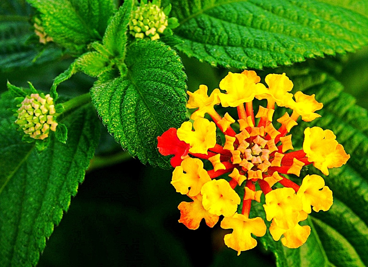 Facts About the Lantana Flower - Dengarden