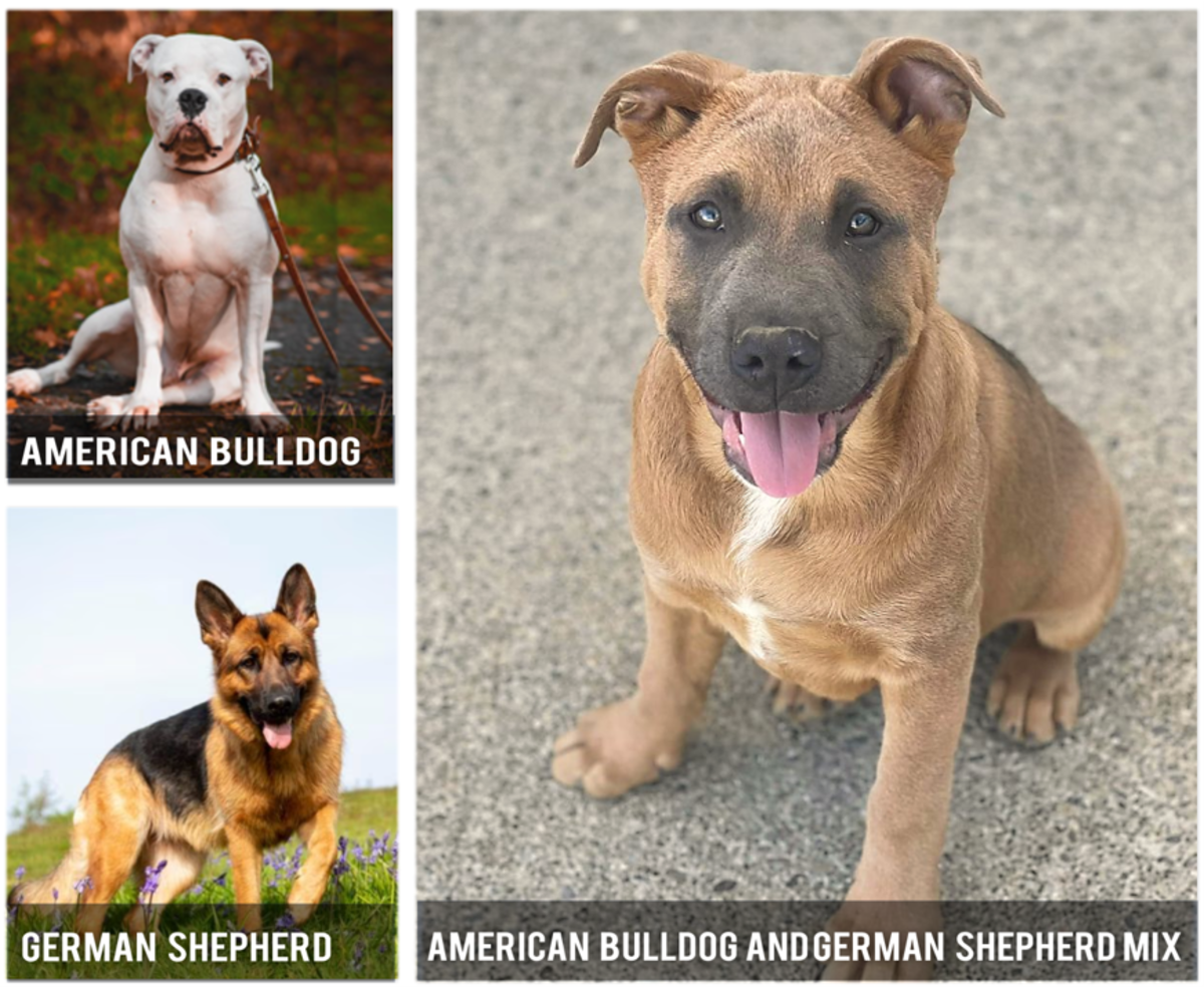 15 Most Popular American Bulldog Mix Dog Breeds - HubPages