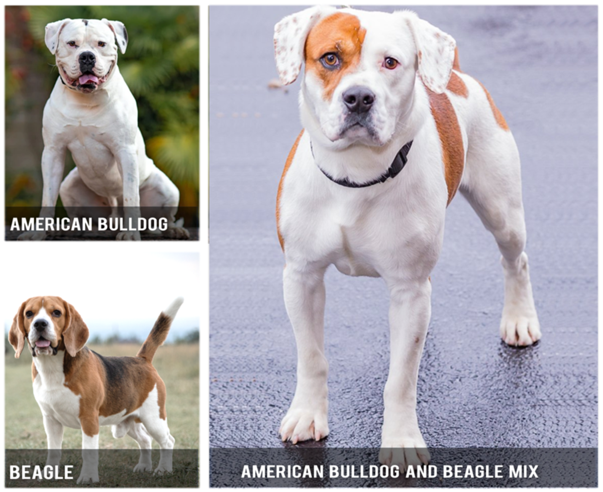 American Bulldog Beagle Mix Puppies