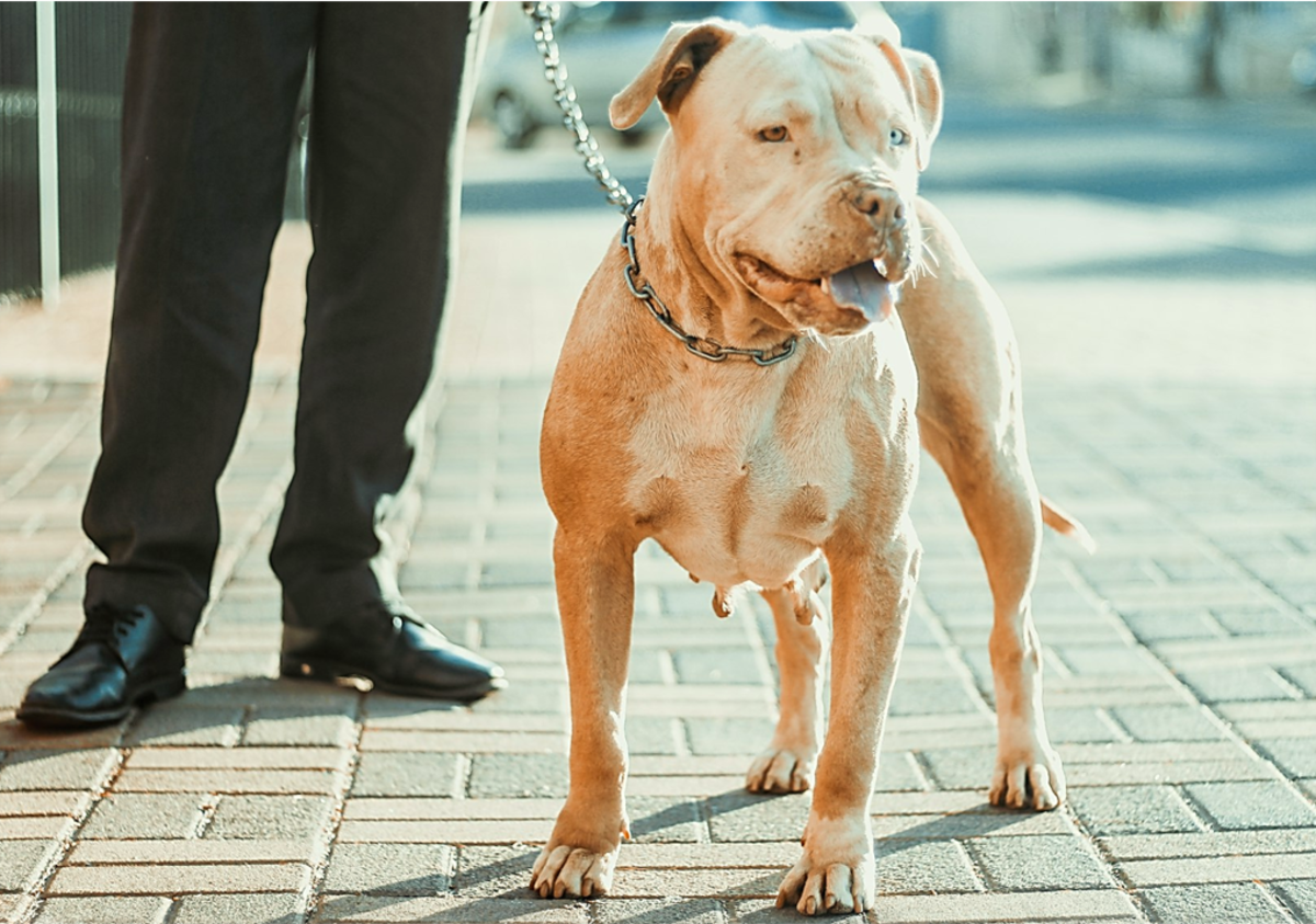 15 Most Popular American Bulldog Mix Dog Breeds - HubPages