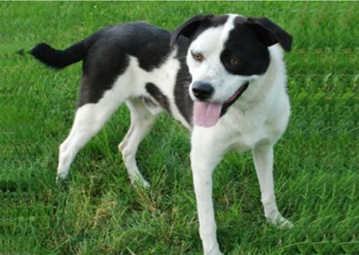 15 Most Popular American Bulldog Mix Dog Breeds - HubPages