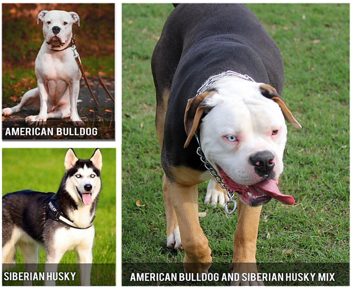15 Most Popular American Bulldog Mix Dog Breeds - HubPages
