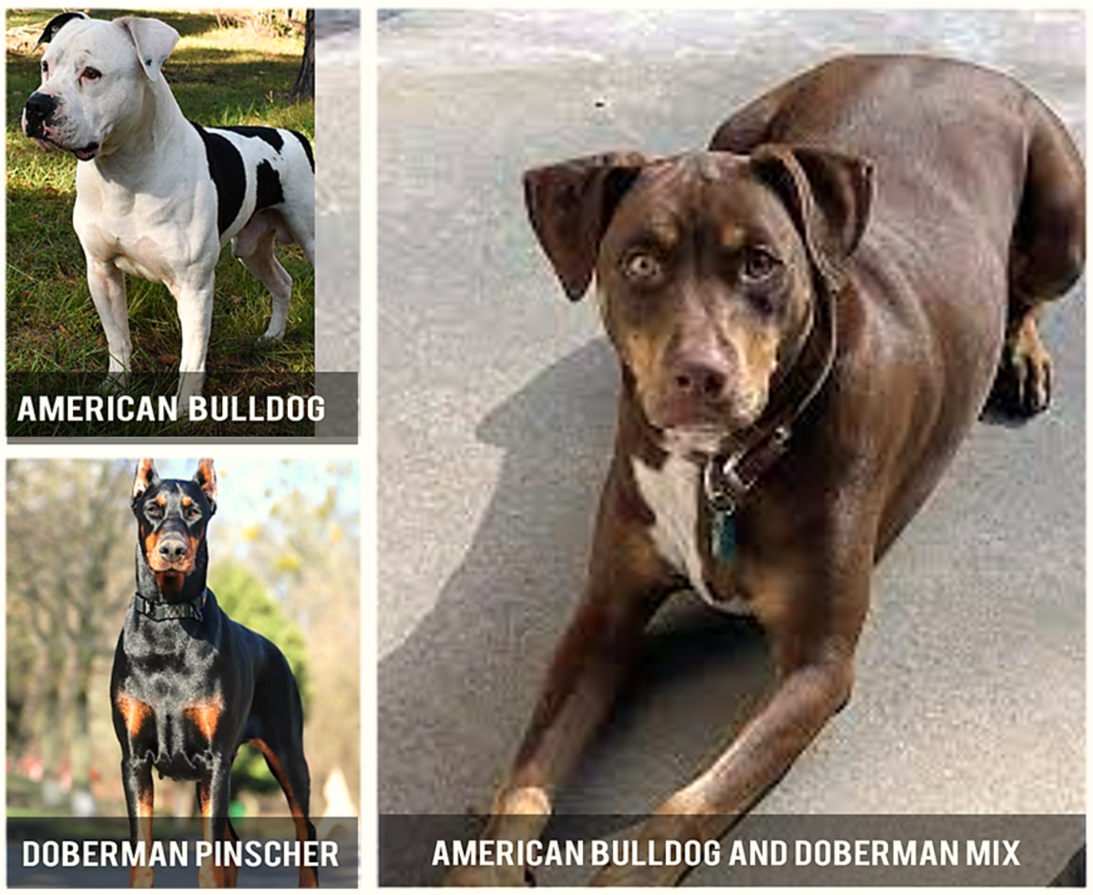 15 Most Popular American Bulldog Mix Dog Breeds - HubPages