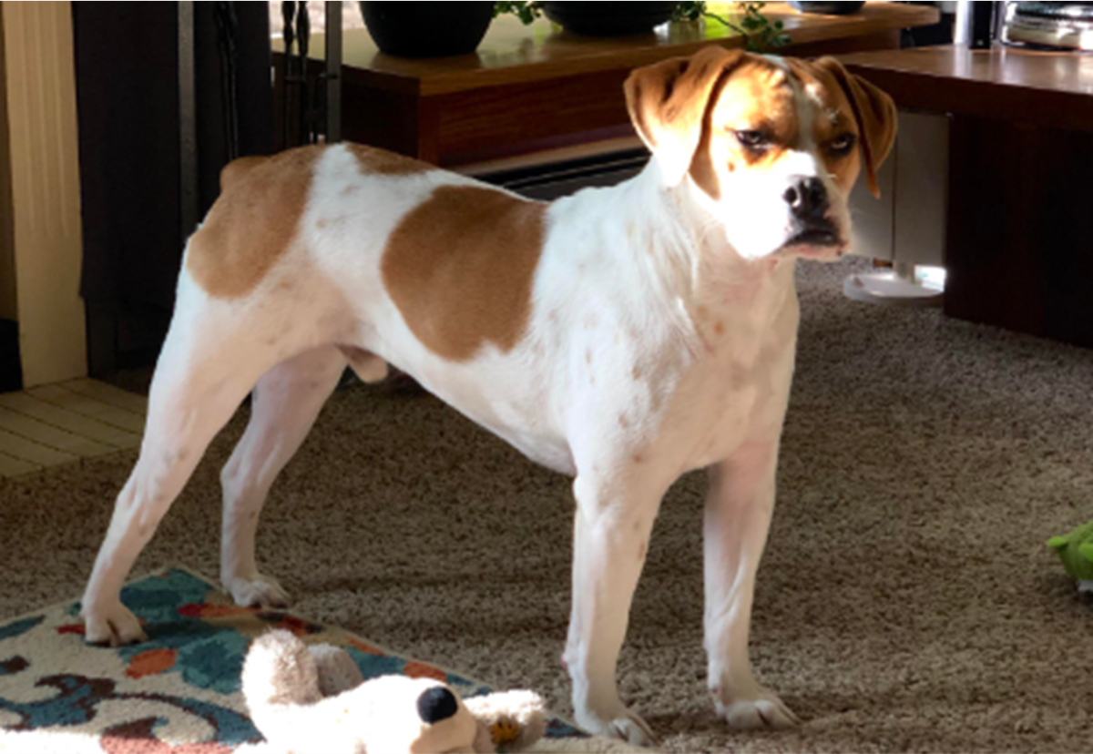 15 Most Popular American Bulldog Mix Dog Breeds - HubPages