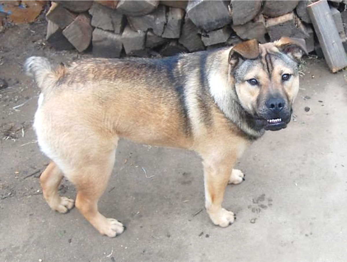 15 Most Popular American Bulldog Mix Dog Breeds - HubPages