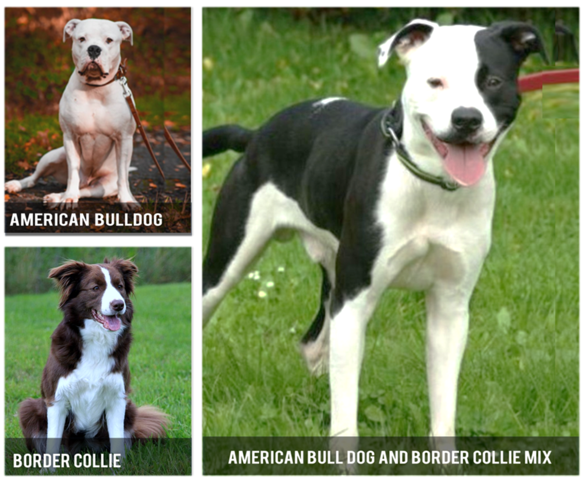 15 Most Popular American Bulldog Mix Dog Breeds - HubPages