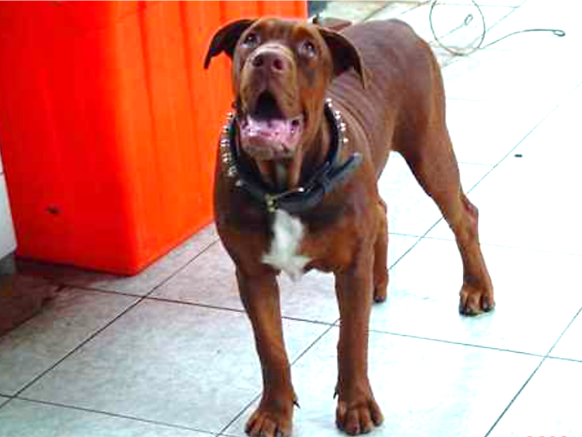 15 Most Popular American Bulldog Mix Dog Breeds - HubPages