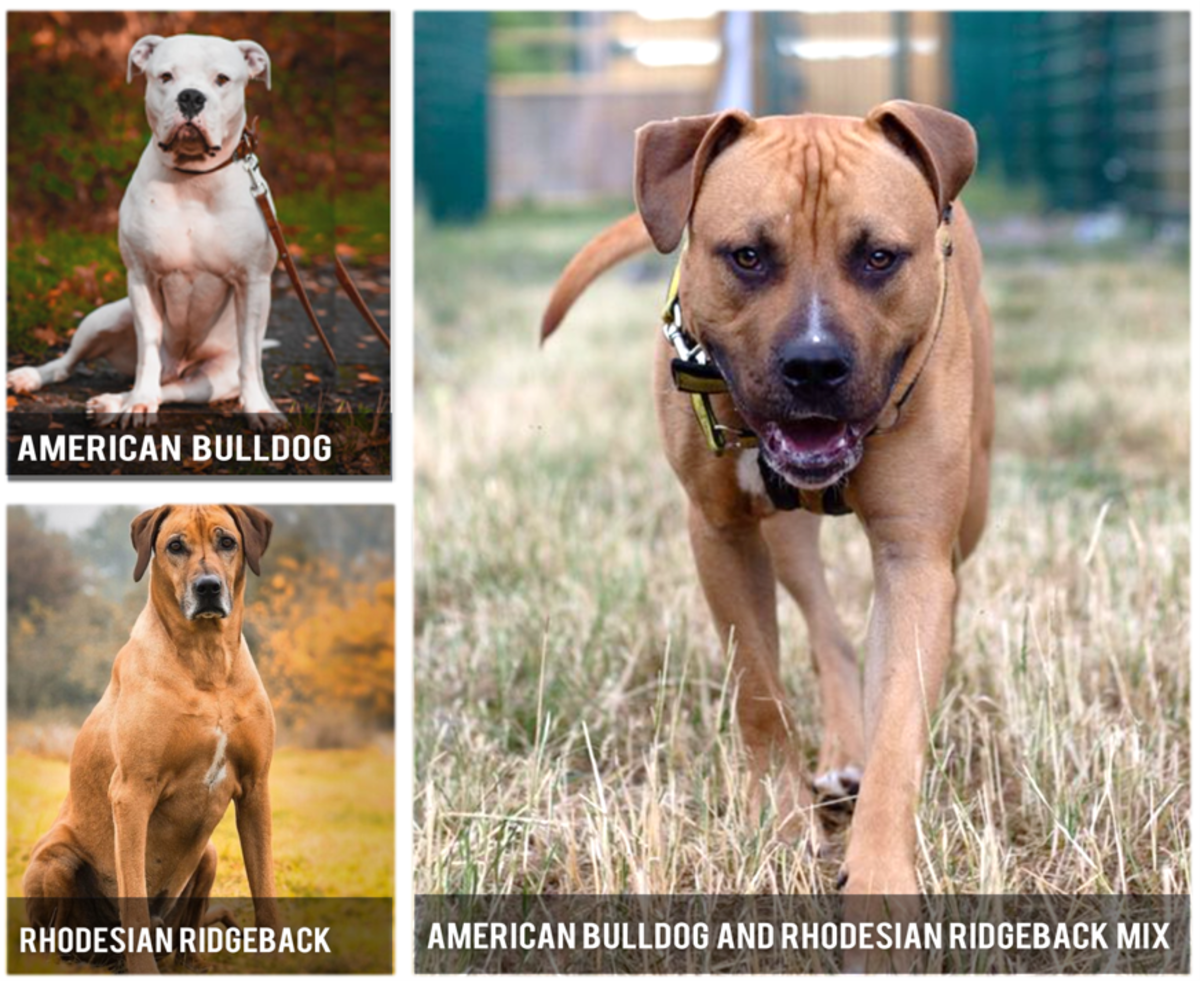 15 Most Popular American Bulldog Mix Dog Breeds - HubPages