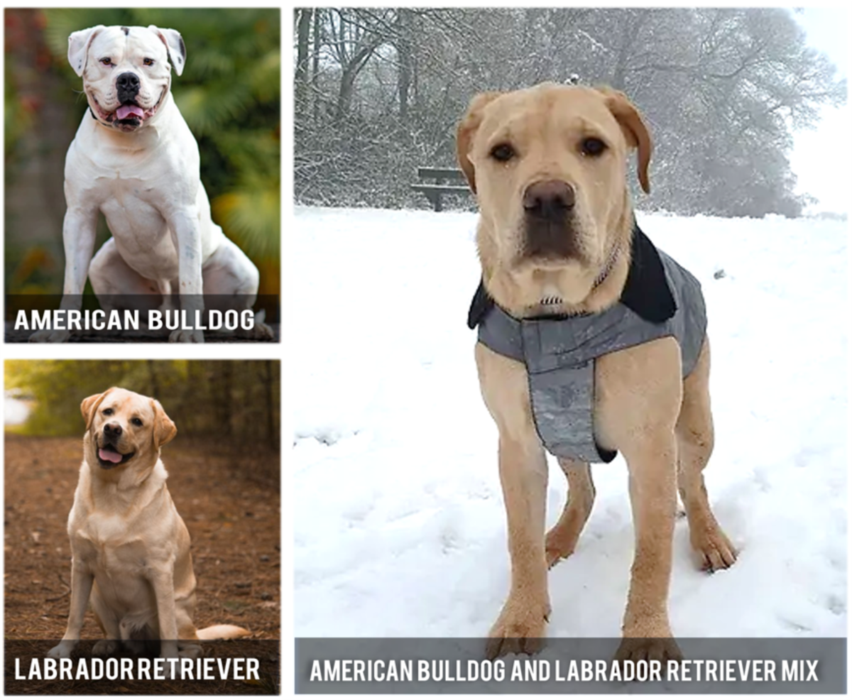 15 Most Popular American Bulldog Mix Dog Breeds - HubPages