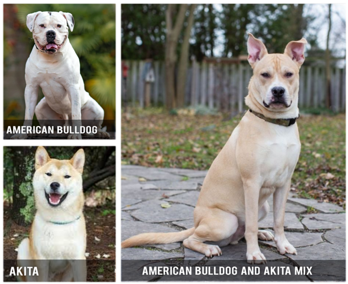 15 Most Popular American Bulldog Mix Dog Breeds - HubPages