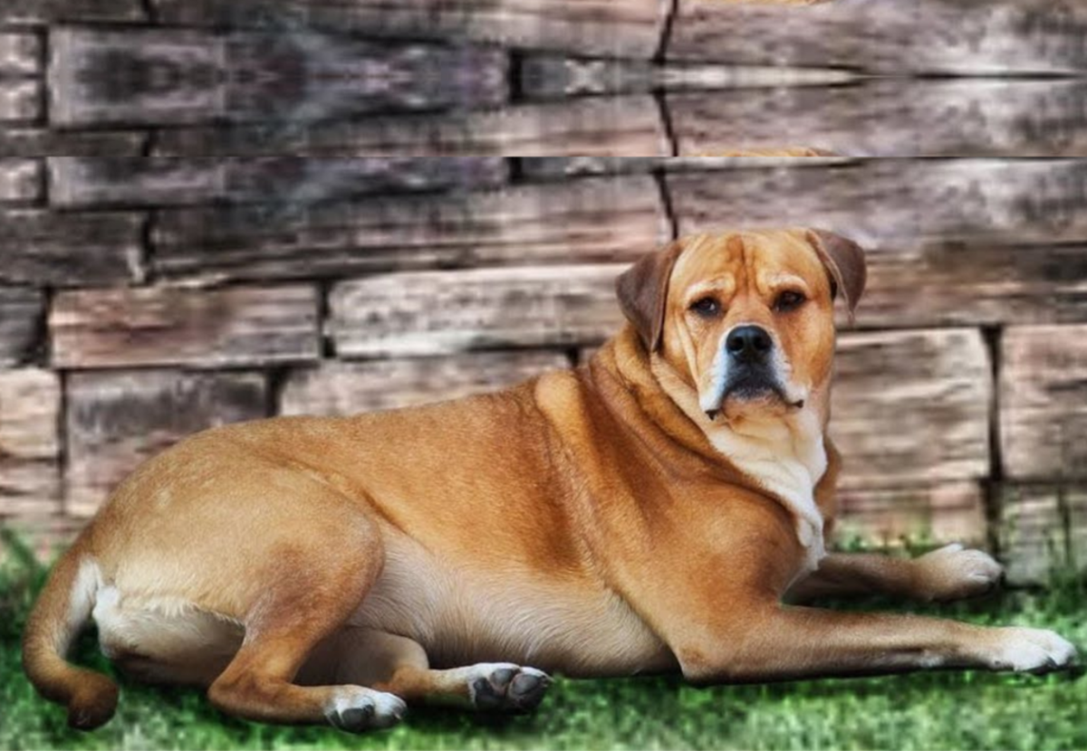 15 Most Popular American Bulldog Mix Dog Breeds - HubPages