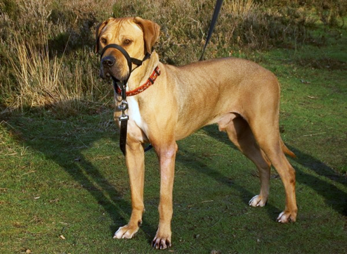 15 Most Popular American Bulldog Mix Dog Breeds - HubPages