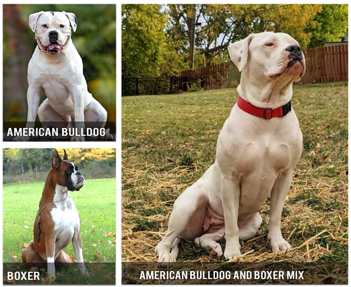 15 Most Popular American Bulldog Mix Dog Breeds - HubPages