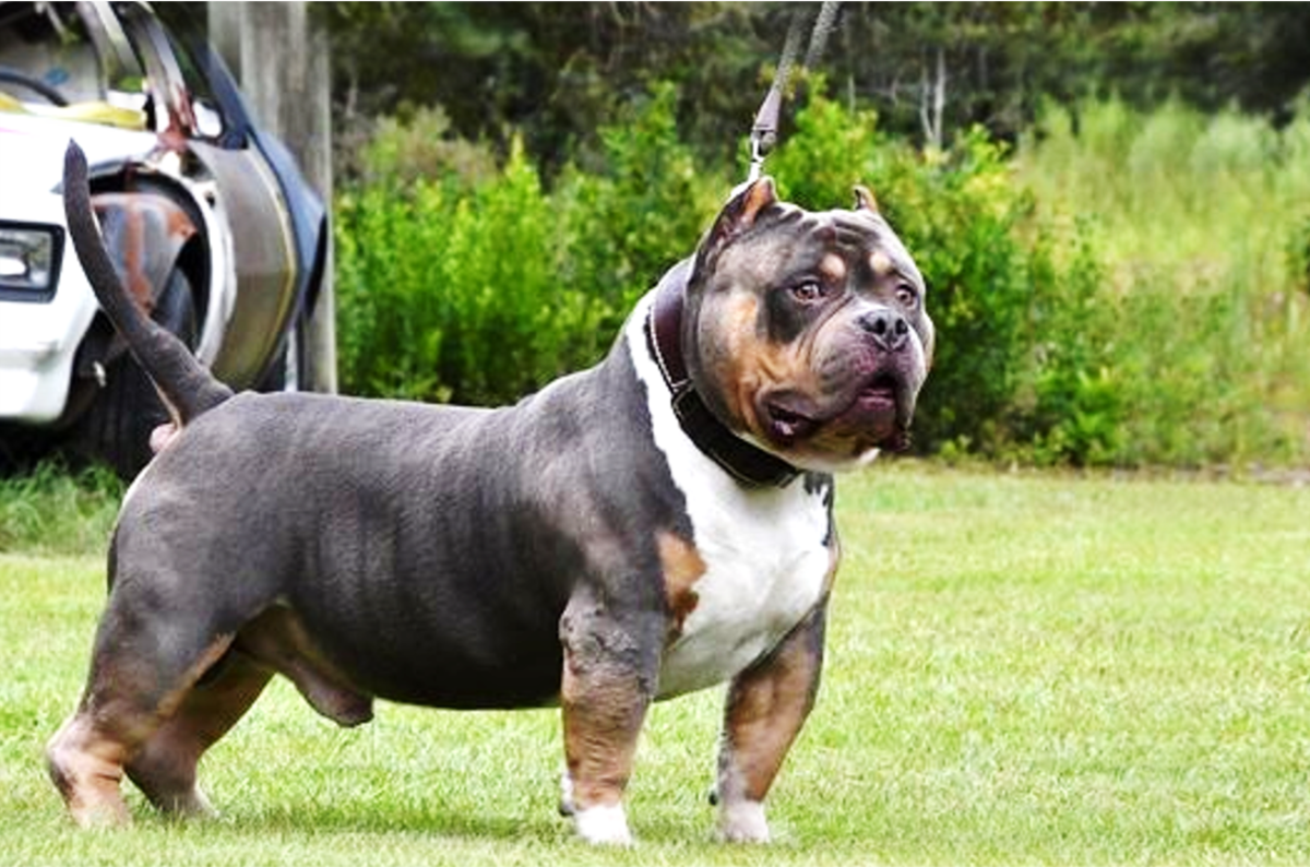 15 Most Popular American Bulldog Mix Dog Breeds - HubPages