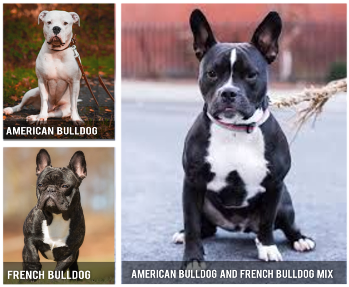 Schokoladenlabor American Bulldog Mix