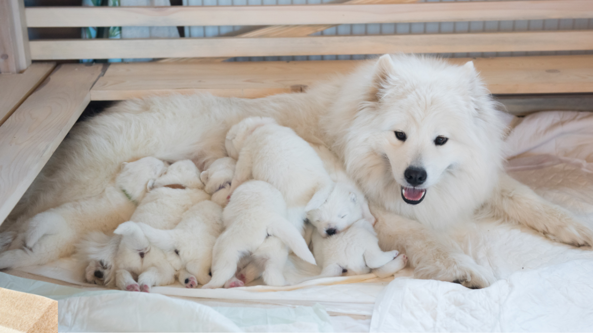 10 Facts About the Jacobson Organ in Dogs (aka Vomeronasal Organ ...