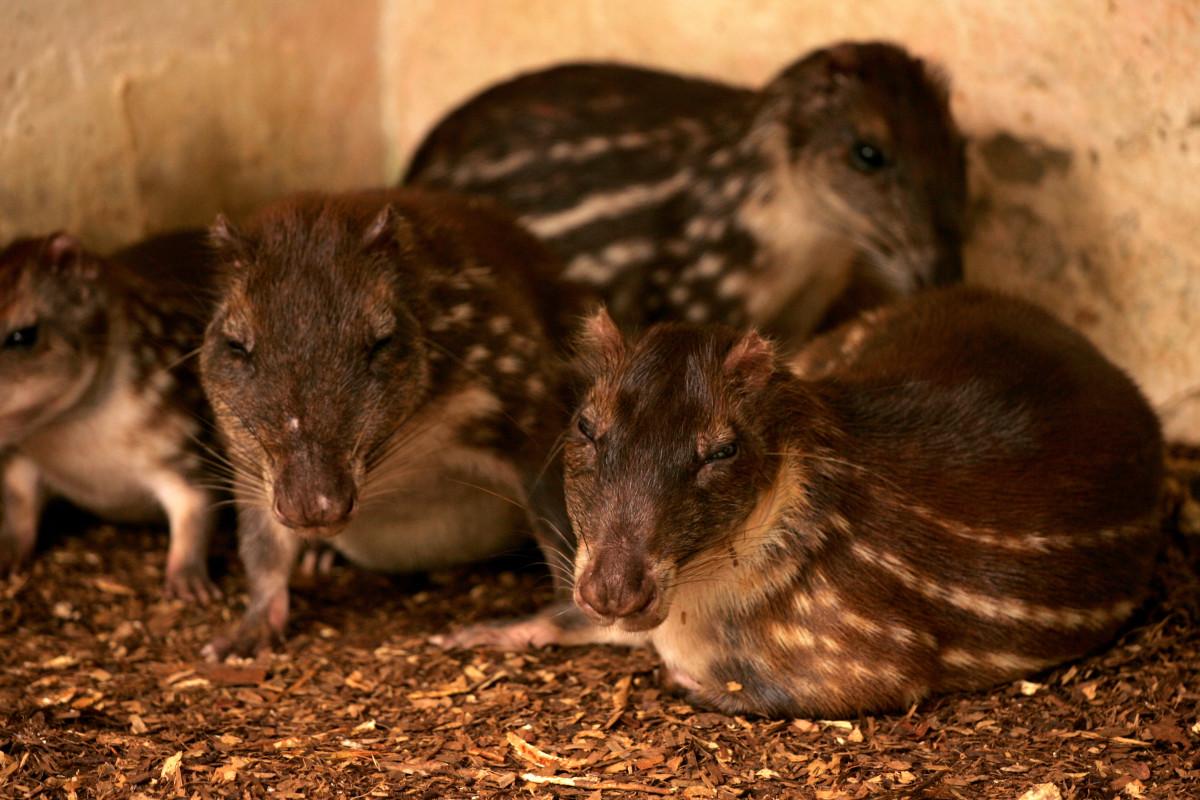 42 Rare and Unique Exotic Pets - HubPages