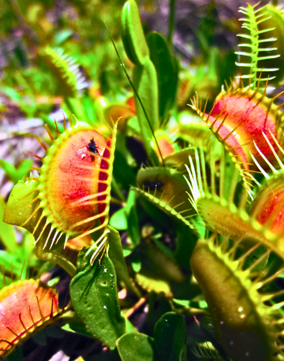Five Carnivorous Plants You Can Grow At Home - HubPages