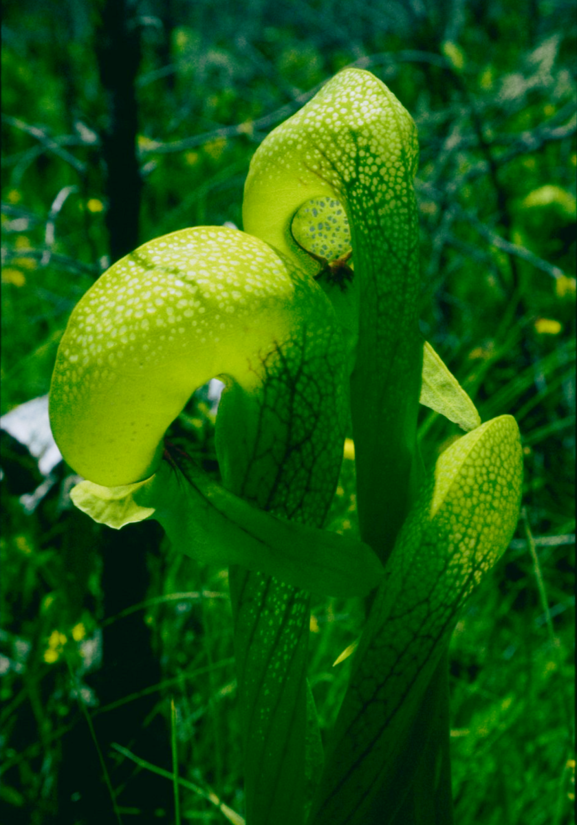 Five Carnivorous Plants You Can Grow At Home - HubPages
