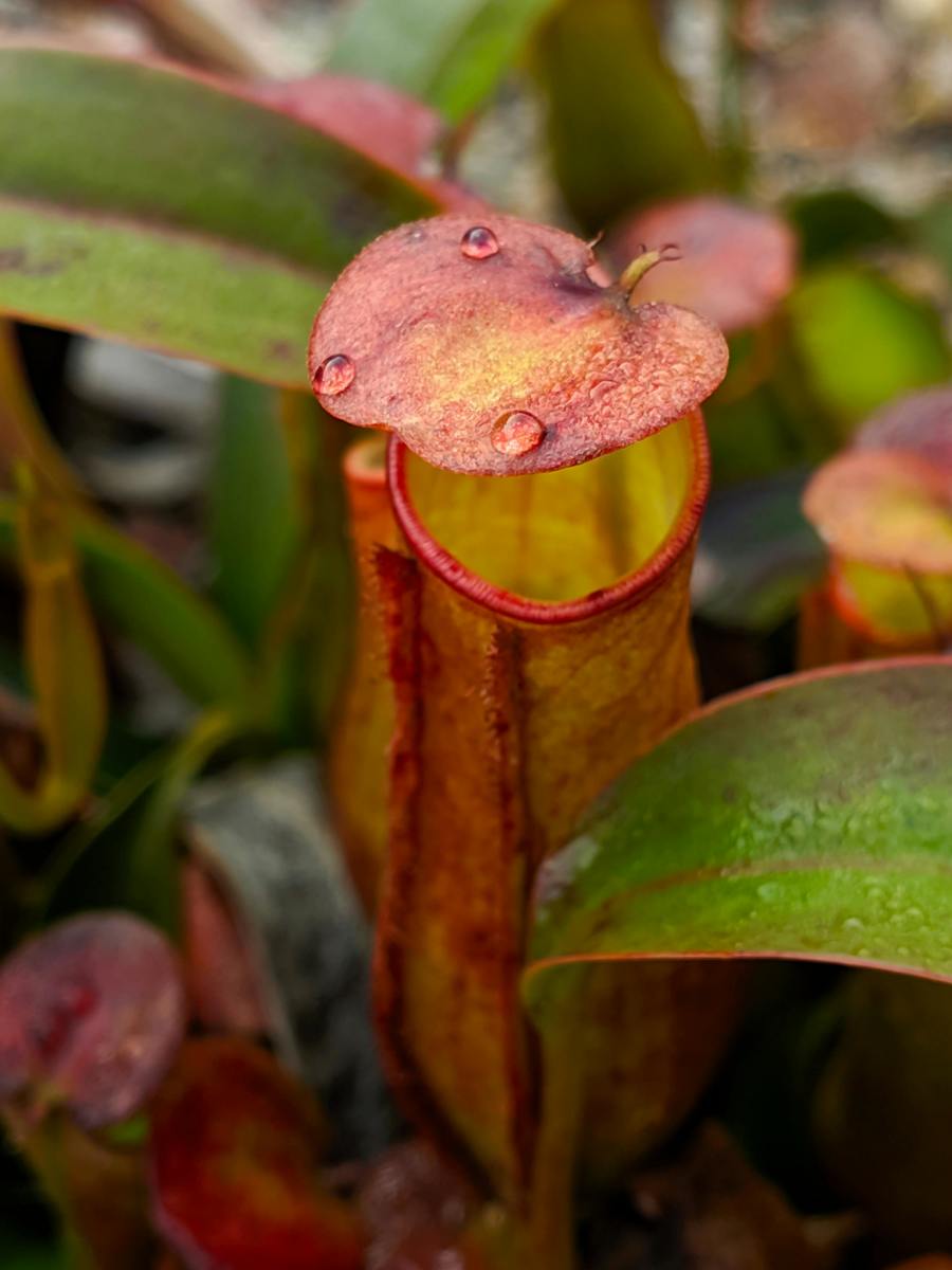 Five Carnivorous Plants You Can Grow At Home - HubPages