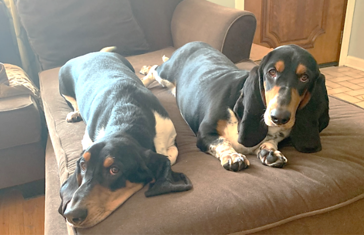 20 Best Dogs for Lazy Owners - HubPages