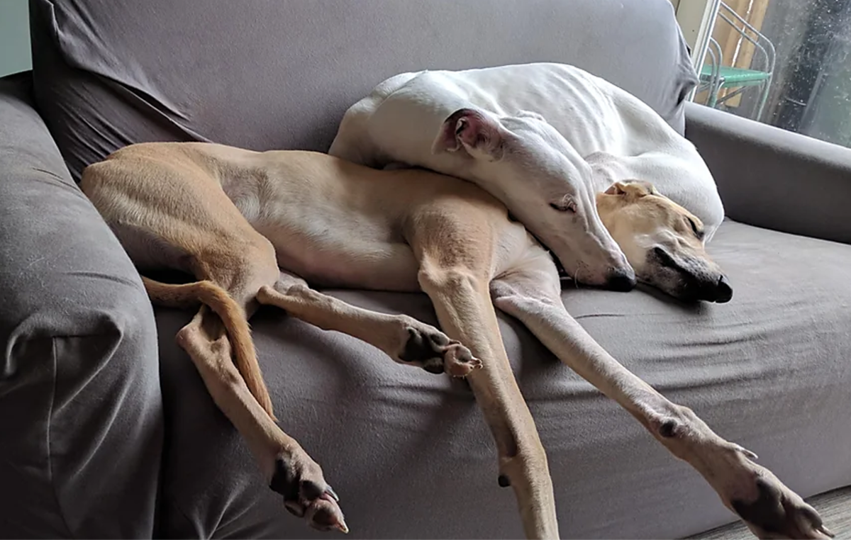 20 Best Dogs for Lazy Owners - HubPages