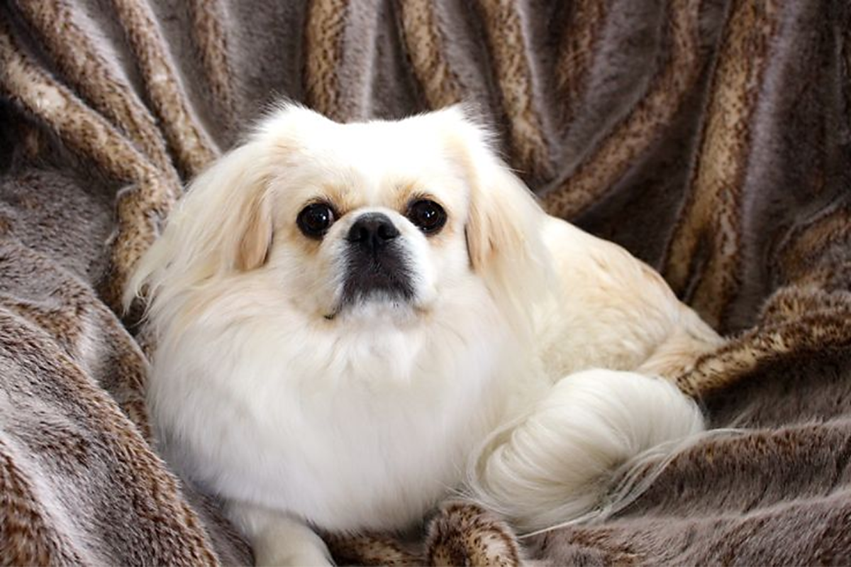 20 Best Dogs for Lazy Owners - HubPages