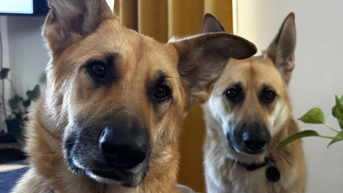 How to Train Littermates: Important Tips for Success - HubPages