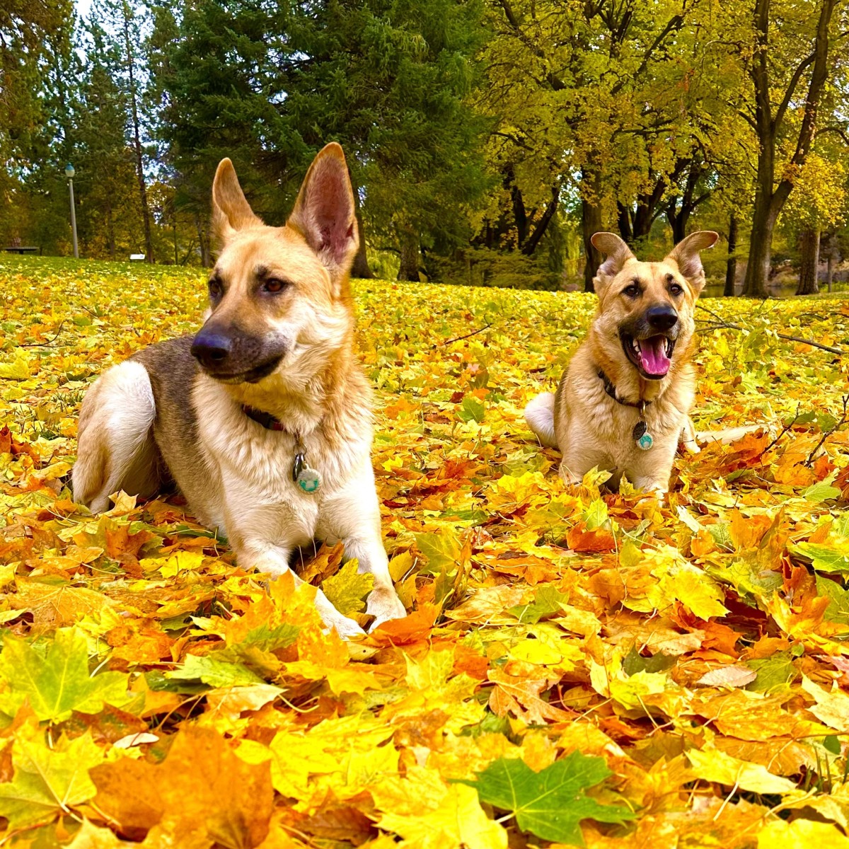 How to Train Littermates: Important Tips for Success - HubPages