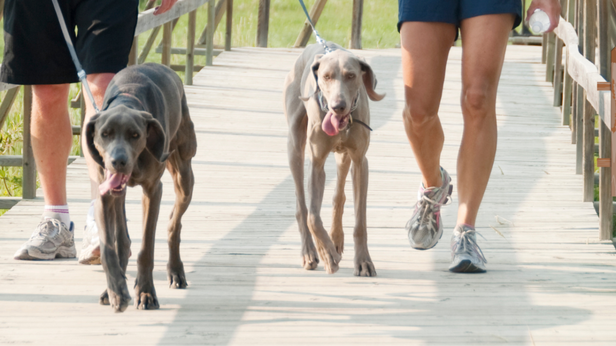 Can Dogs Pick Up Bad Habits From Each Other? - HubPages