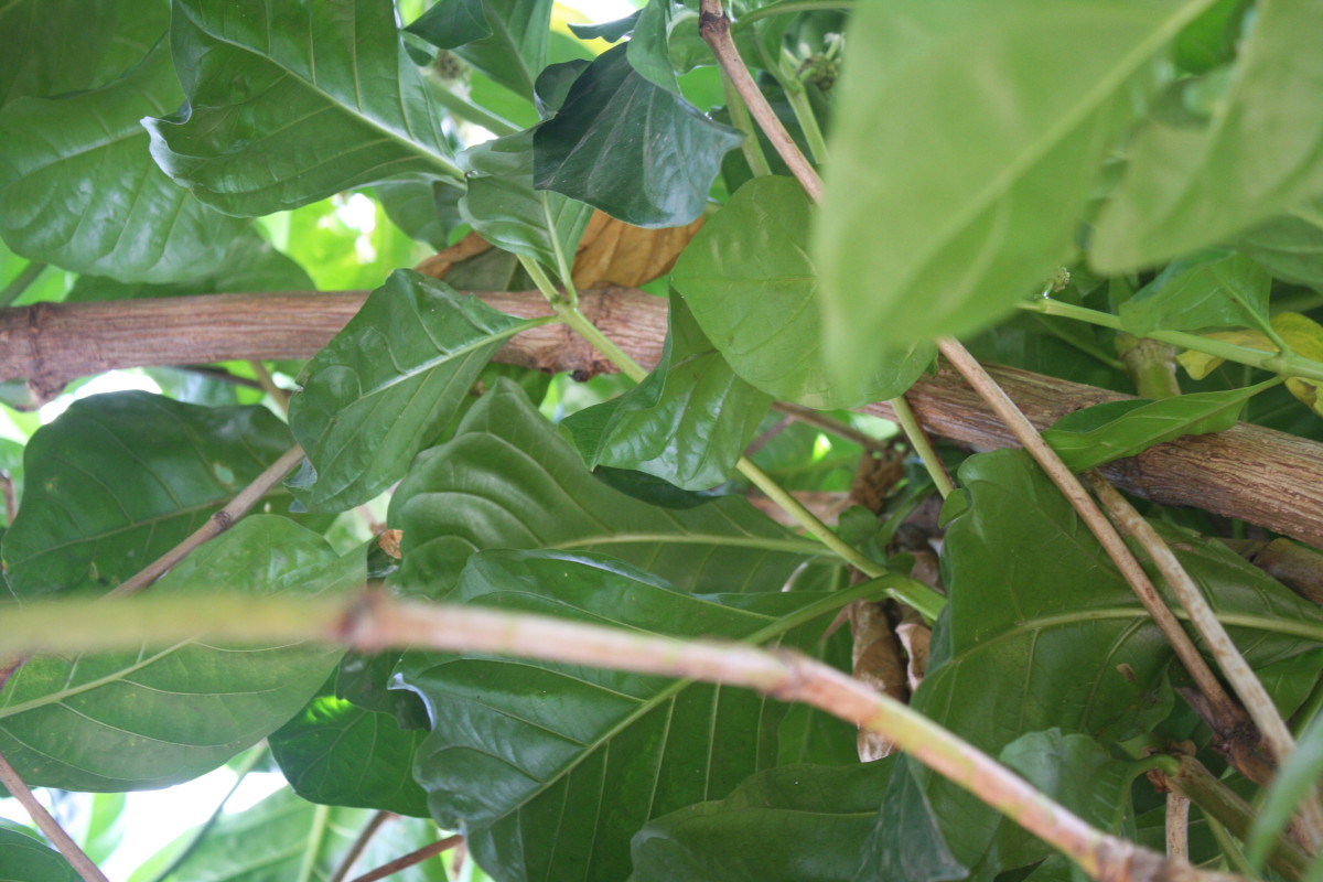 Amazing Benefits of Noni (Indian Mulberry, Hog Apple) - HubPages